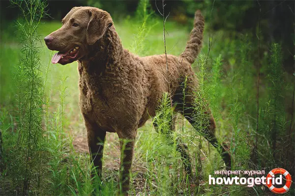 Chesapeake Bay Retriever Repuis Retriever