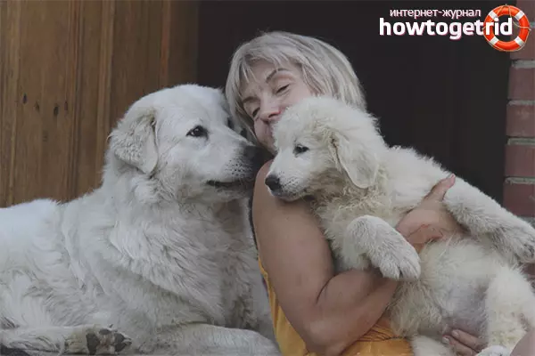 Umhirða og viðhald Maremma-Abruzzky Shepherd