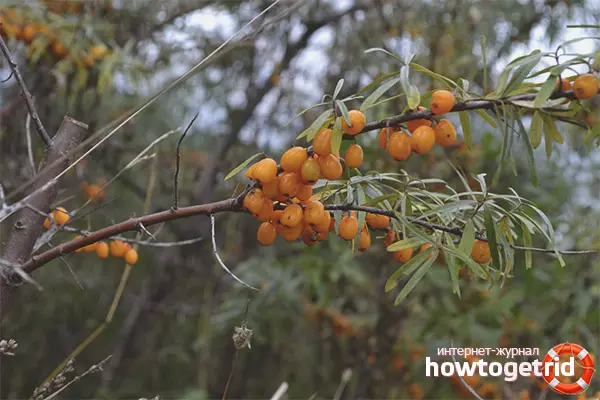 Hazten itsasoko buckthorn