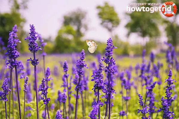 Therapeutische eigenschappen van salie voor vrouwen