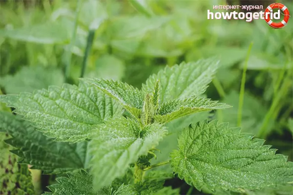 Therapeutic properties at contraindications of nettles.