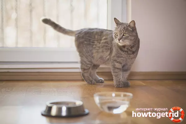 As razões pelas quais o gatinho recusa a água