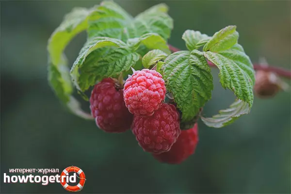 Frauengesundheit in den Blättern der Himbeere