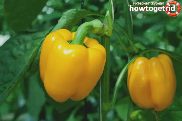 Pepper Yellow Bell.