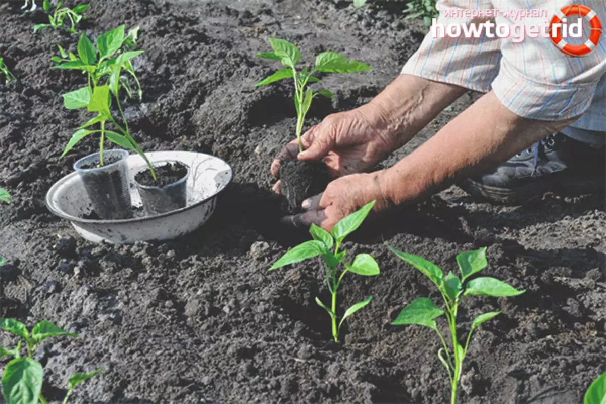 Transplant seedlings pepper oho ear in the ground