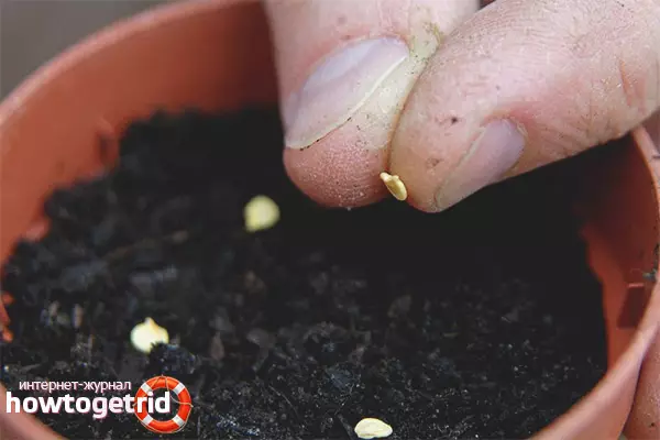 Poking Pepper Gogoshara på frøplanter