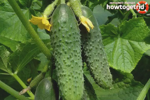 ক্রমবর্ধমান cucumbers গ্রেড জেনারেল F1