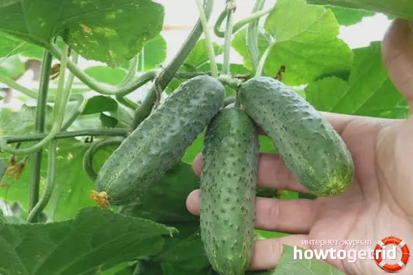 Cucumber Hit Season F1