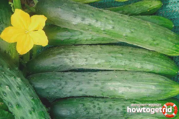 Concumbers en croissance variété de la région de Moscou Région F1