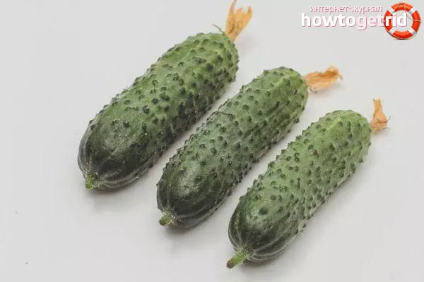 Cucumber Paratink F1.