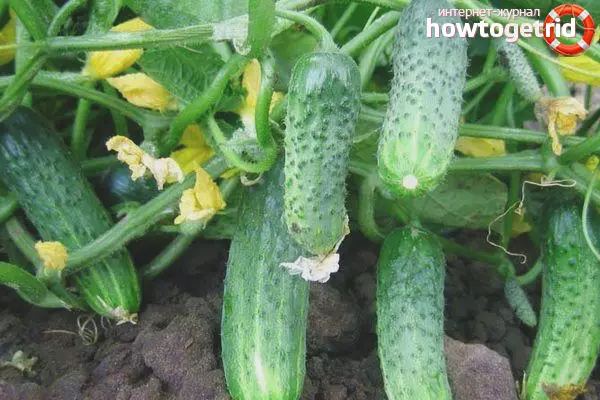 Mirabella cucumber f1.