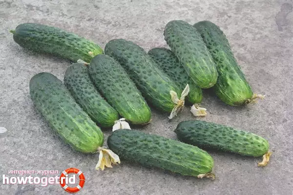 Cucumber Emerald F1 F1