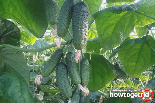 Ag Fás Cucumbers Grád Emerald F1 F1