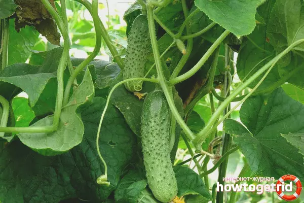 Cucumbers ગ્રેડ ડેરિગન્ટ એફ 1 ની સંભાળ