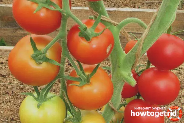 Tomates de Salvador de Apple Salvador