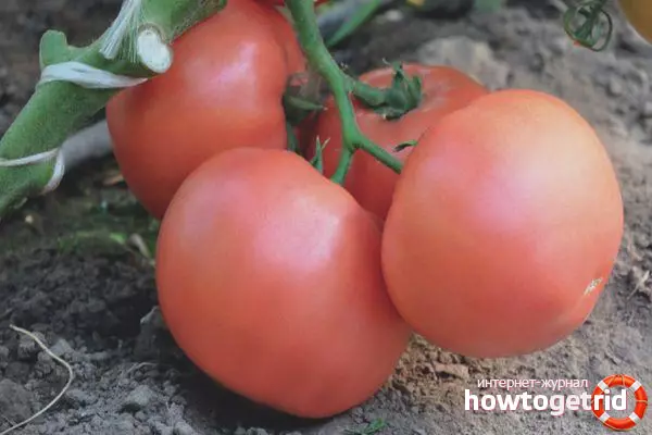 Tomato Esmir F1.