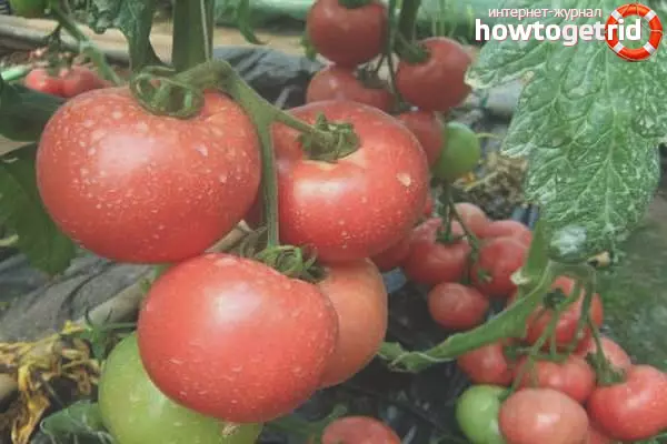 Tomatos didoli esmir F1