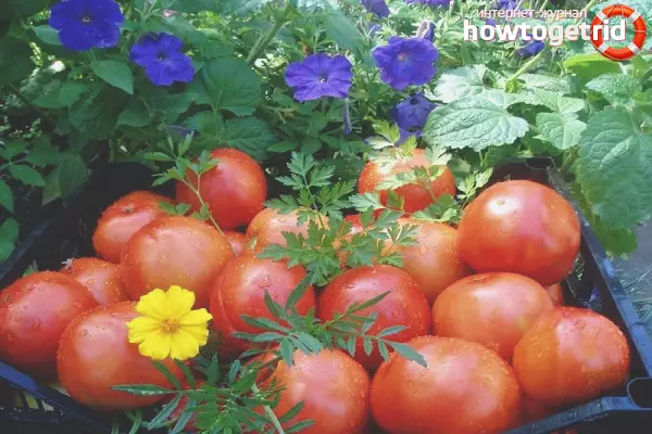 Tomaten von Elya-Sorte