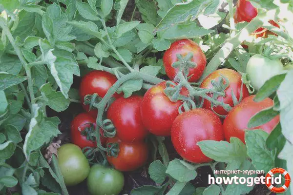 Shasta F1 tomates.