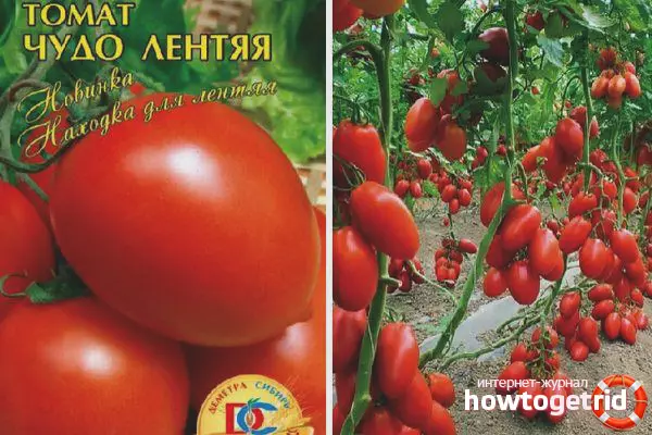 Tomato Miracle lười biếng