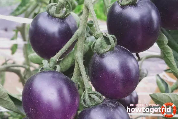 Mewujudkan tomato berkrim.