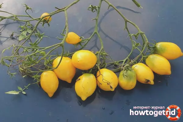 Tomato Citrus xemgîn.