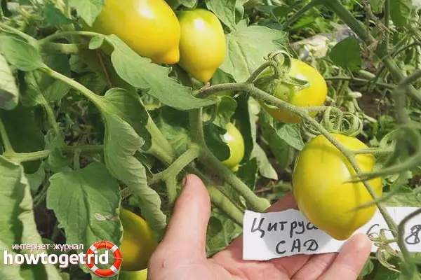 Tomato Sort Citrus Garden