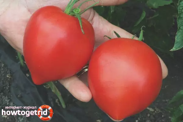 Tomate cincuenta