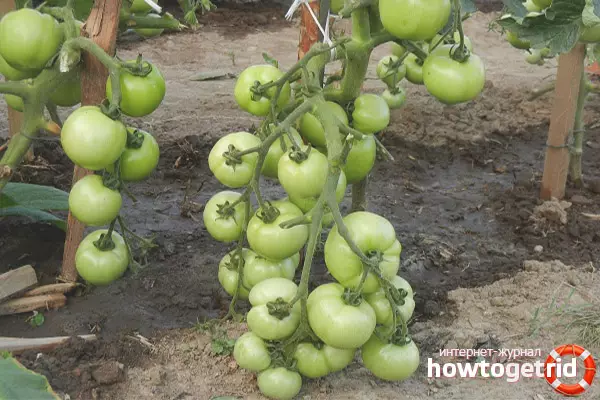 Tomates crecientes cincuenta