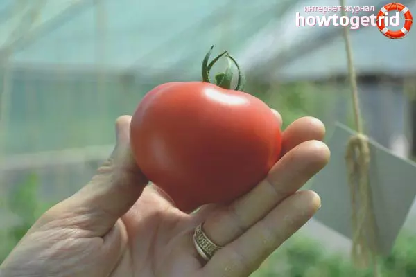 Tomates de la variedad de FTITI.