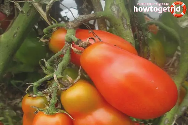 Fenômeno de tomate F1.