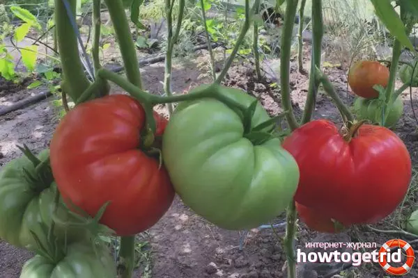 Tomato ba chất béo