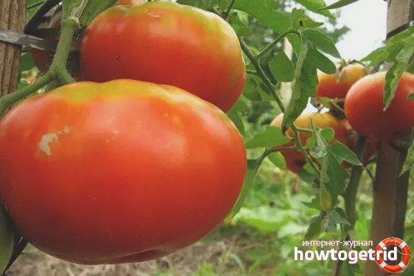 Tomatoes Lớp ba chất béo