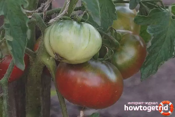 Kultivierung von Kohlenstofftomaten