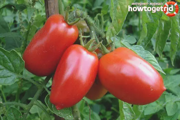 Tomate Torpedo F1.