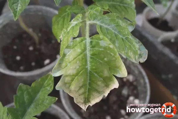 Mga sakit at mga peste ng Tomatov Typhoon.