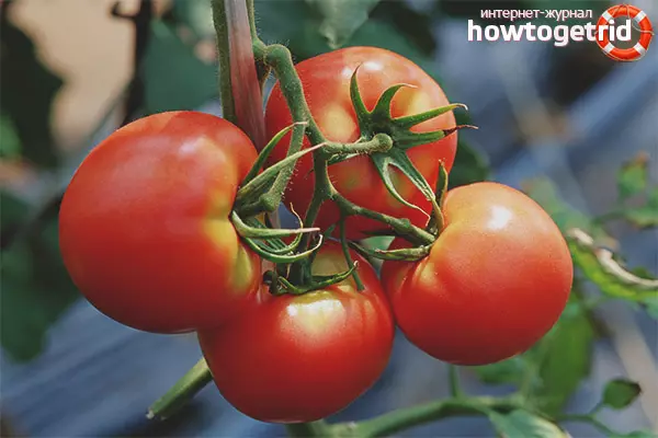 Typhoon tomaten