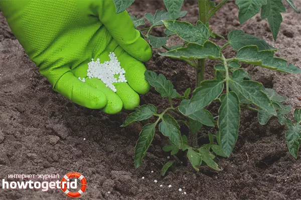 Zalijevanje i hranjenje Tomatov sovjetski