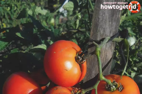 Ho holisa tomate ea Leboea ea Leboea