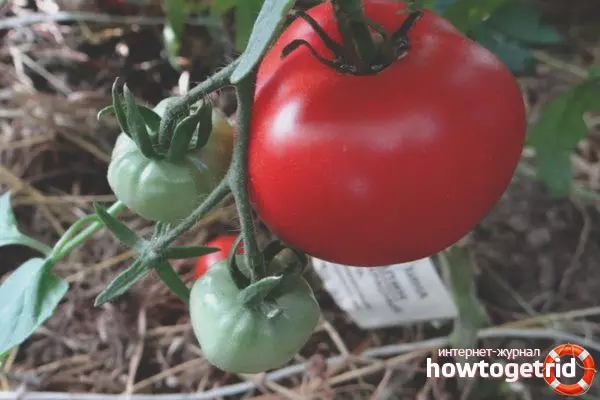 Tomato Sakhalin