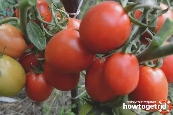 Tomato Siberian ovuli