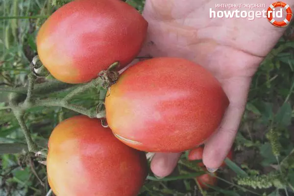 Siberyske measte tomaten