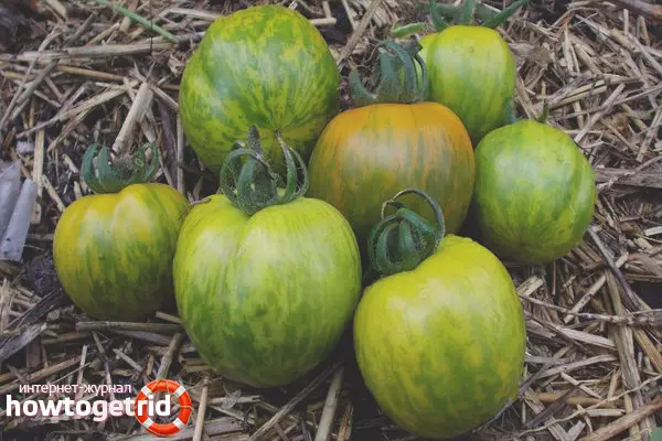 Ang Tomato Siberian Malachite