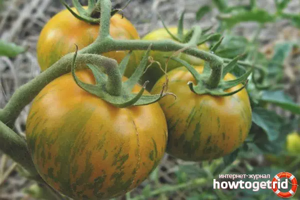 Mga Tomato sa Siberian Malachite