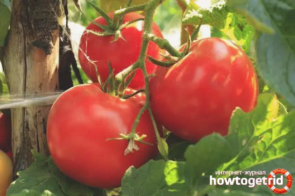 Tomaten fan Simpatyaga fariëteiten