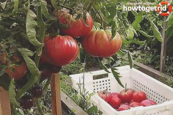 Tomatele sortează gigantul siberian