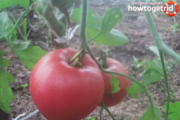 Wéi wuesse Dir e Bead Tomato