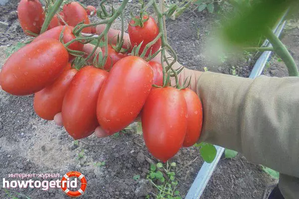 Tomate jauna elian f1