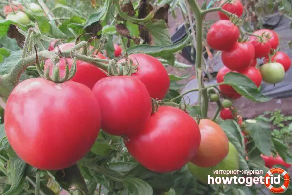 Baiser cardiaque tomate