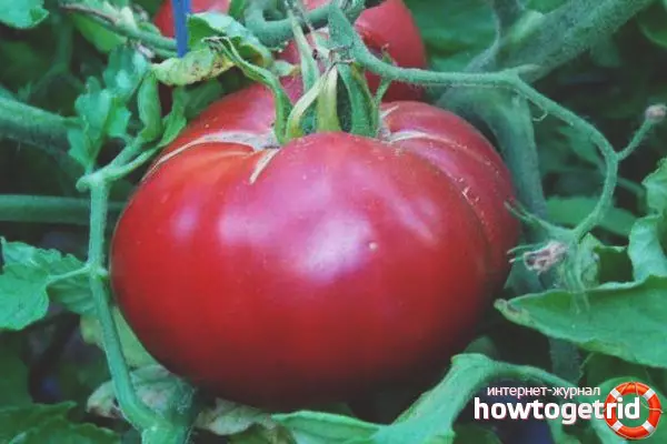 Tomato Svure Elephant